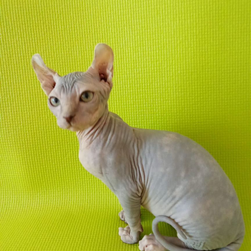 Канадский сфинкс эльф котенок пятигорск