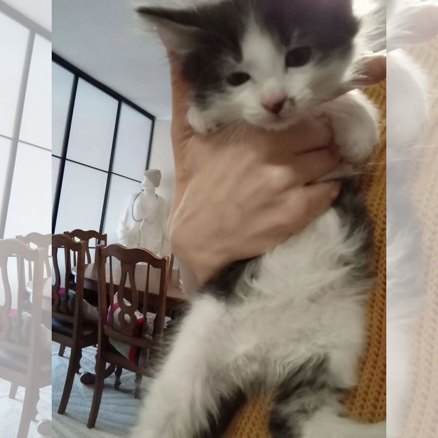 Мейн-кун котёнок