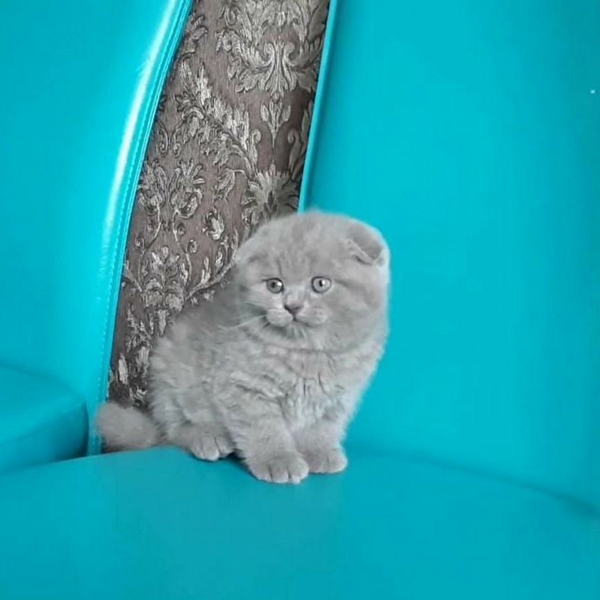 Вислоухие котята