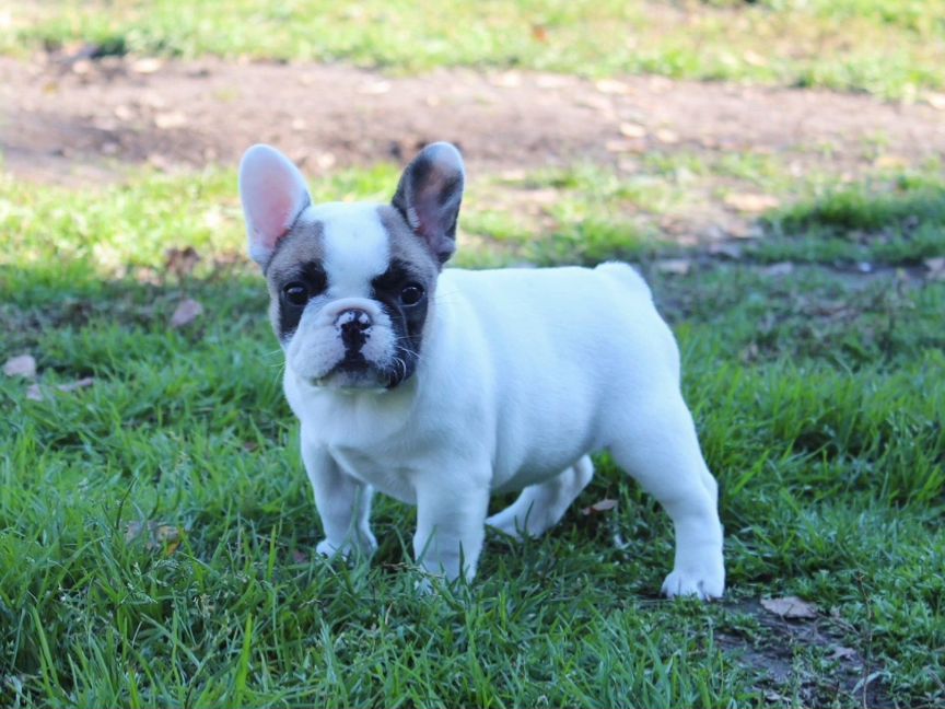 Французский бульдог мини