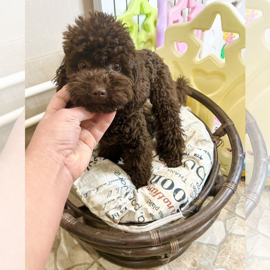 Той-пудель, взрослый пёс