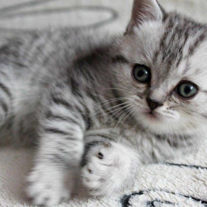 Шотландские страйтики