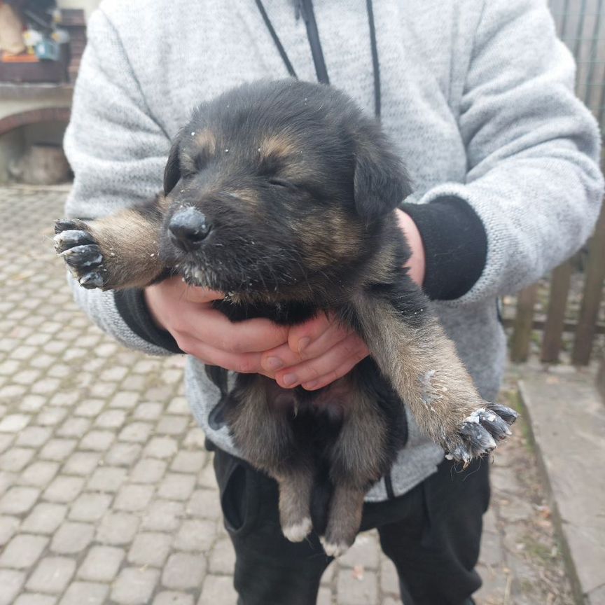 Щенки овчарки
