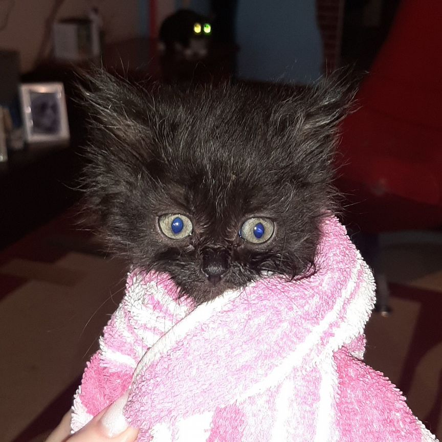 Котёнок в добрые руки