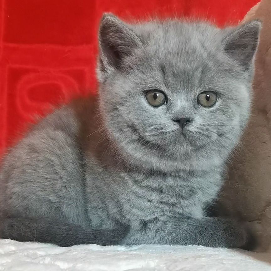 Британский короткошёрстный котёнок