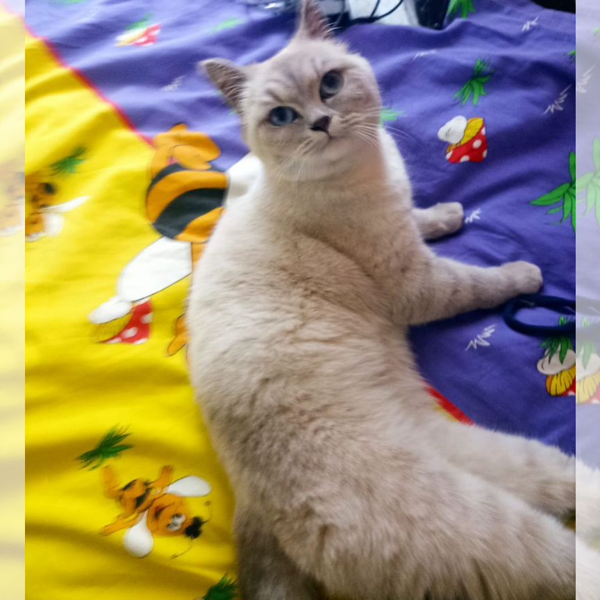Кошка в добрые руки
