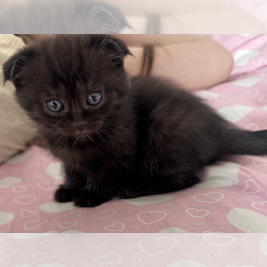 Шотландский вислоухий короткошёрстный котёнок