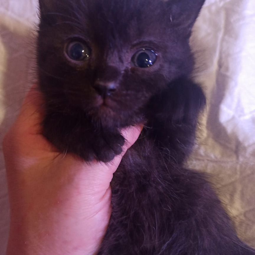 Котенок Бархат