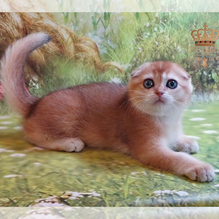 Шотландский вислоухий короткошёрстный котёнок