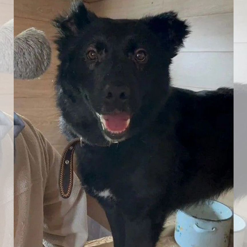 Взрослая собака в добрые руки