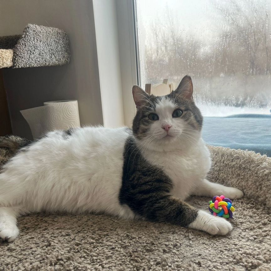 Отдадим кошечку