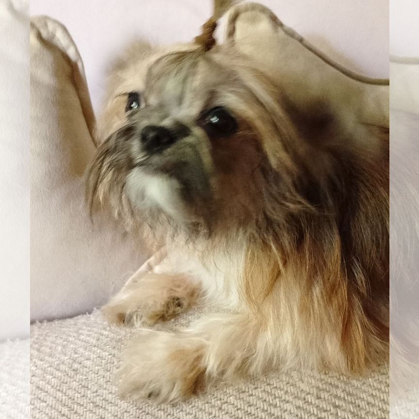 Маленькая собачка