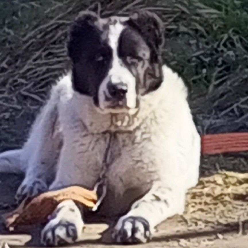 Среднеазиатская овчарка, взрослый пёс