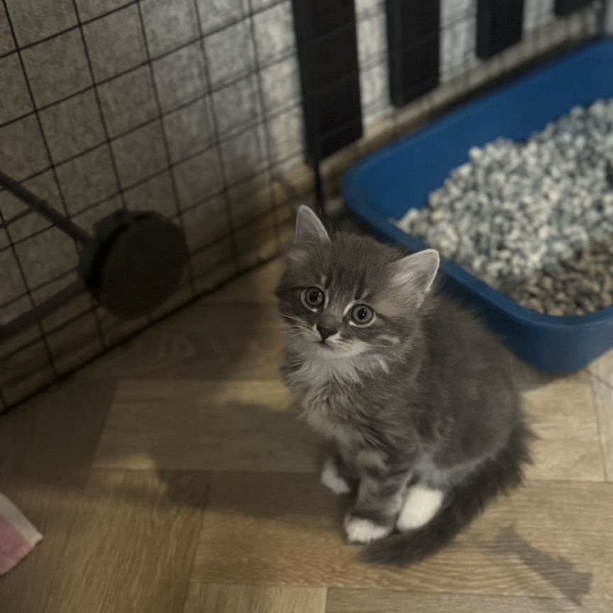 Котёнок в добрые руки