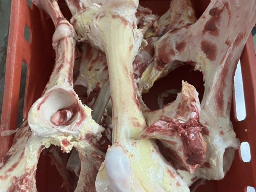 Кости говяжьи (хребтовые и трубчатые)