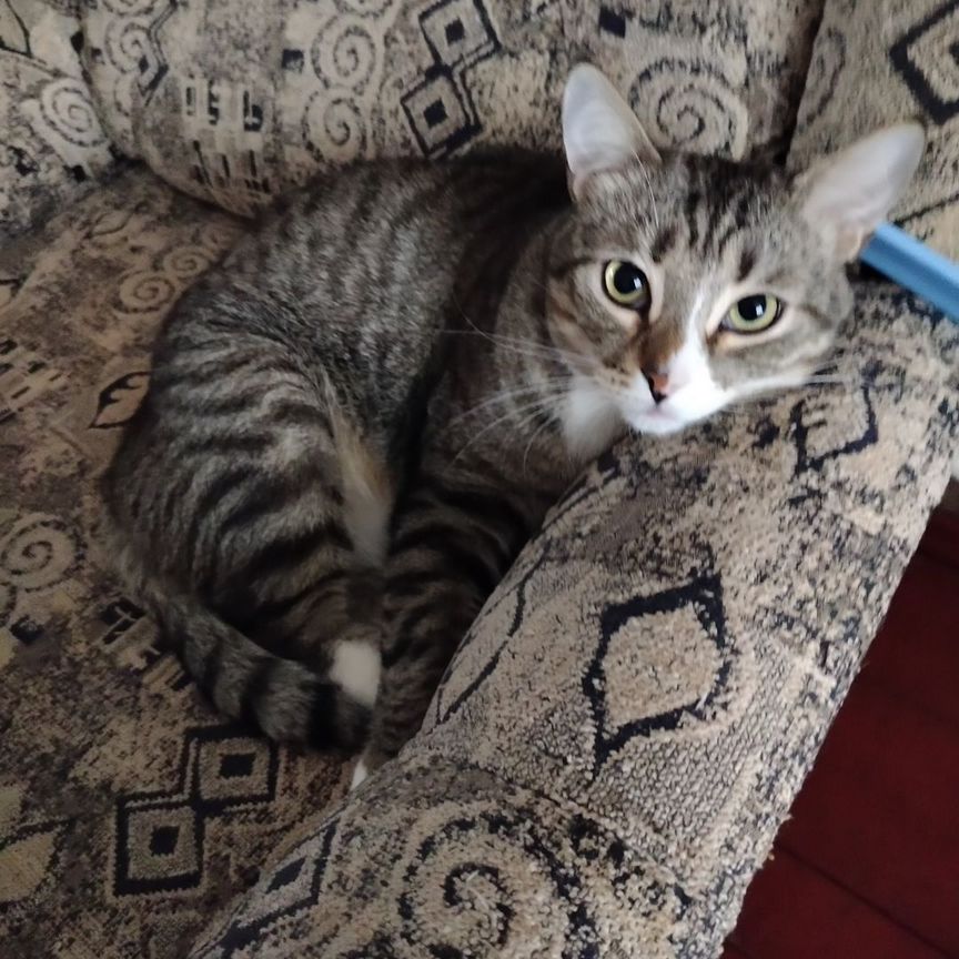 Потерялся кот, зовут Сына