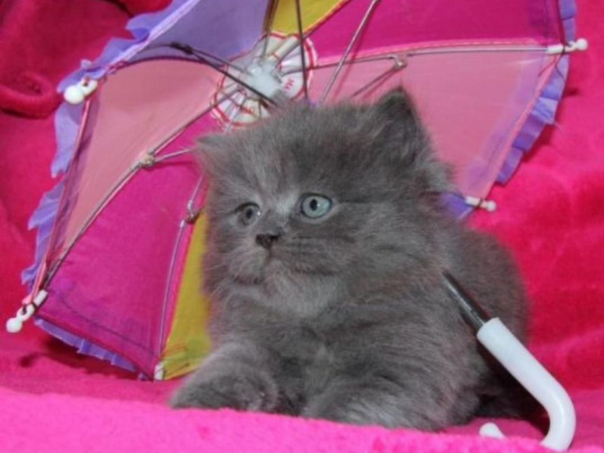 Шотландская хайленд страйт