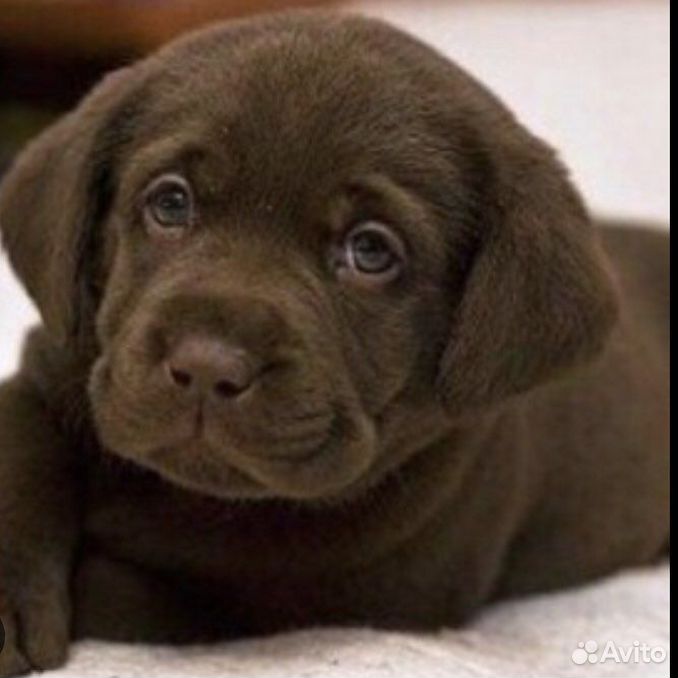 Щенки лабрадора шоколадные (коричневые)