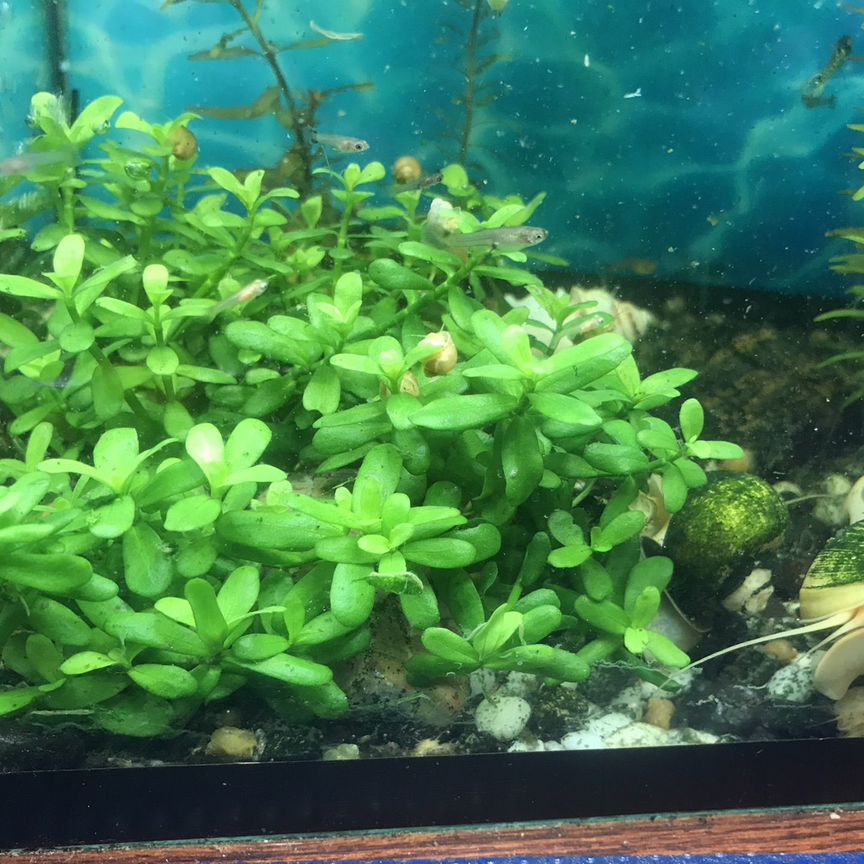 Аквариумные растения