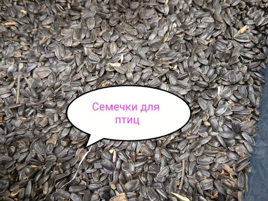 Семечки подсолнечника для птиц