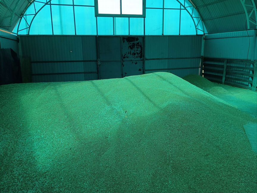 Яровая пшеница