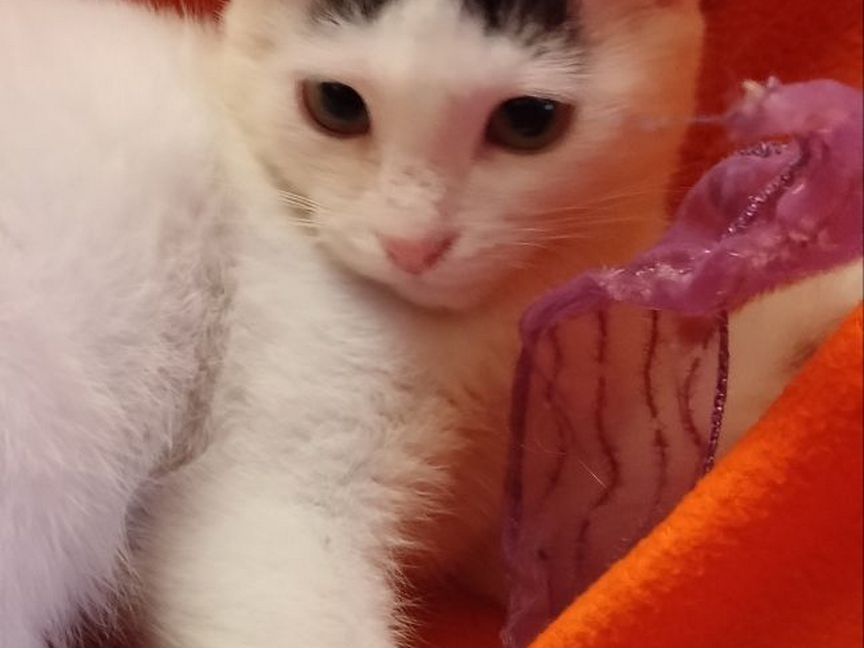 Котята в дар