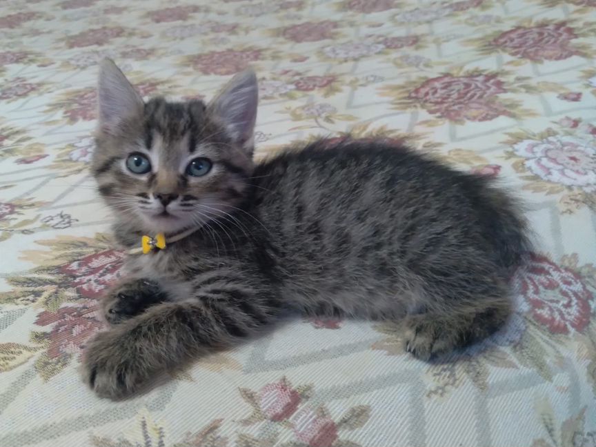 Кошка крысоловка