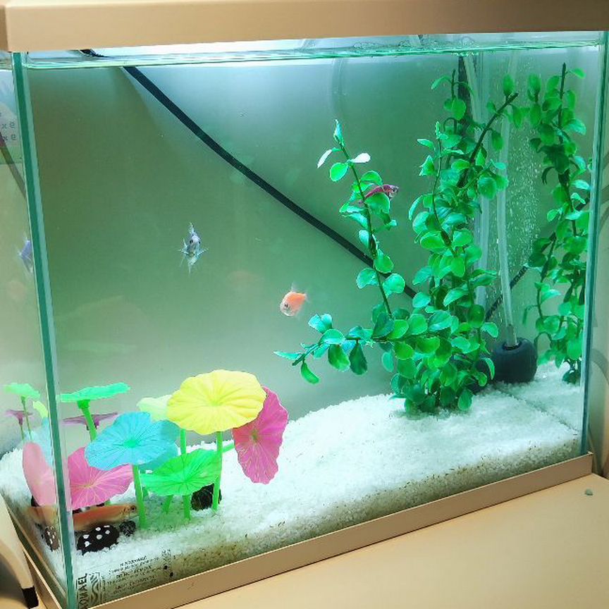 Аквариум с рыбками