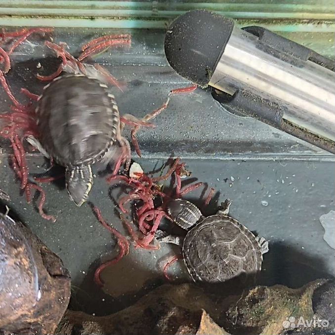 Мускусная черепаха