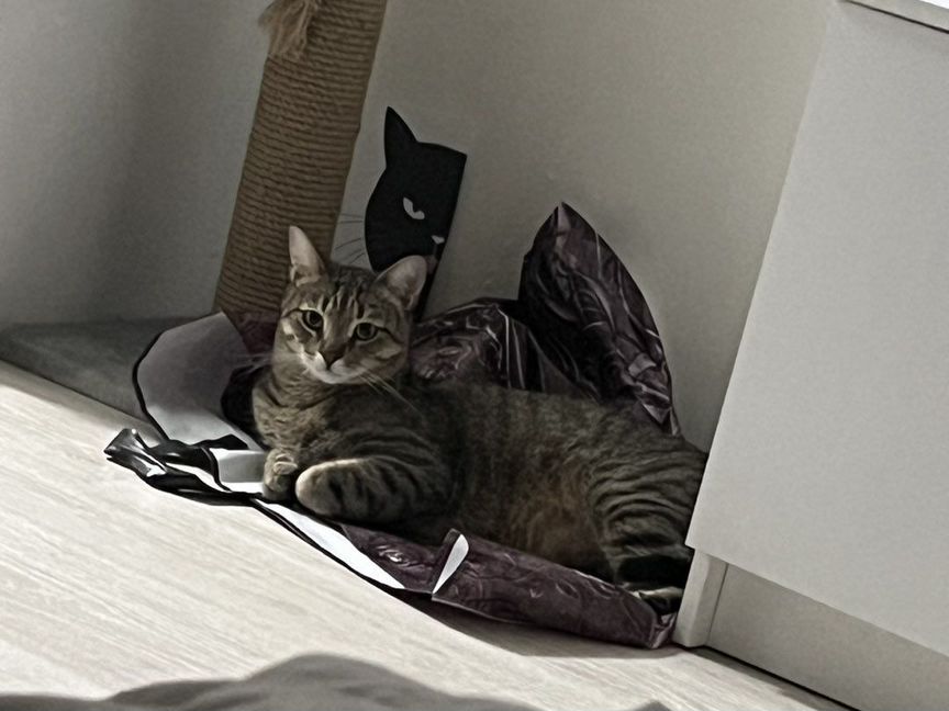 Кот-дебил