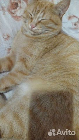 Кошка продам пет адопт ми
