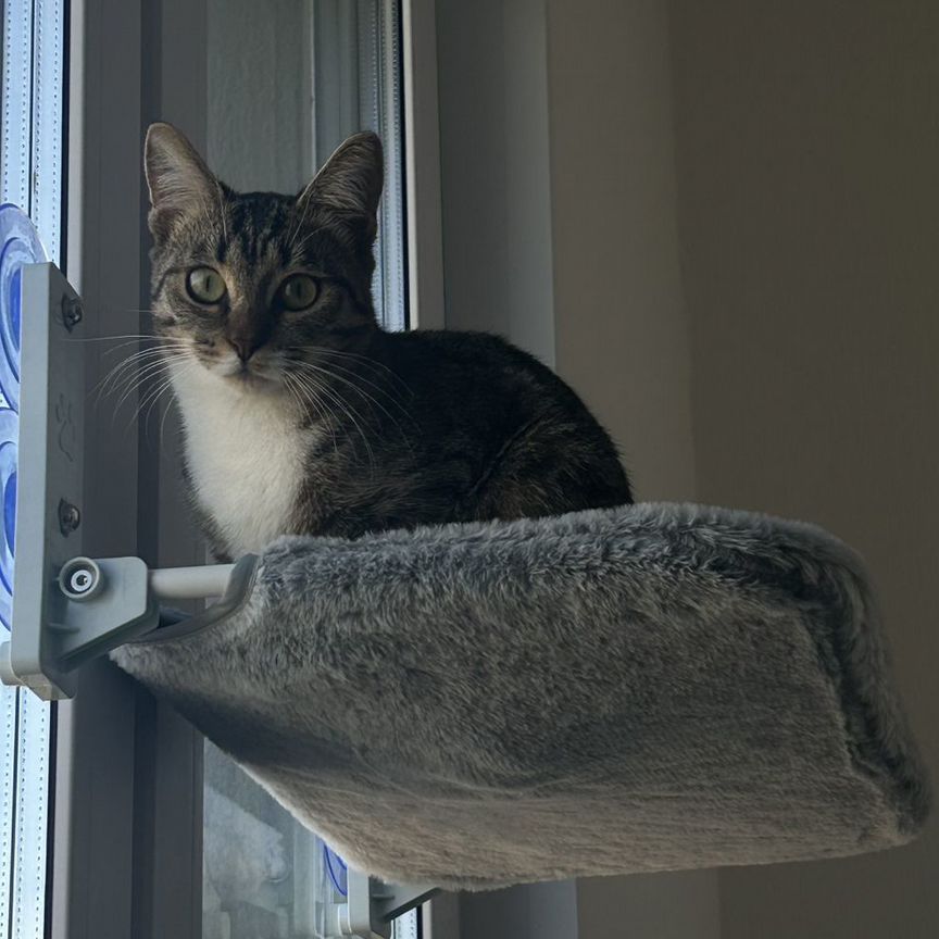 Взрослая кошка в добрые руки