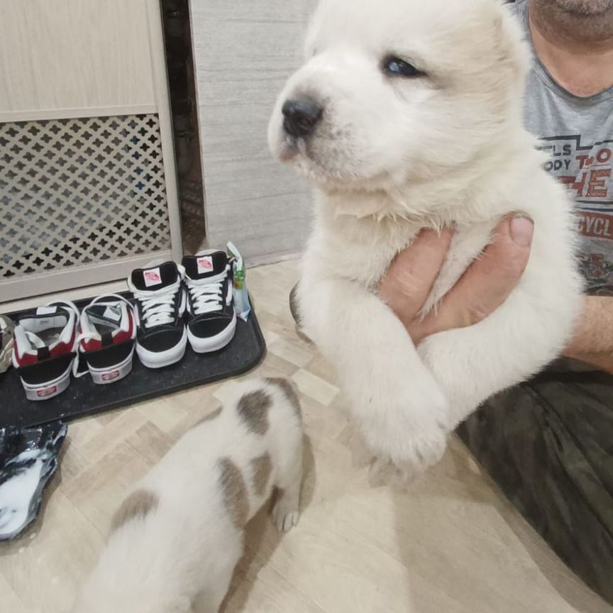 Щенки сао алабайчики