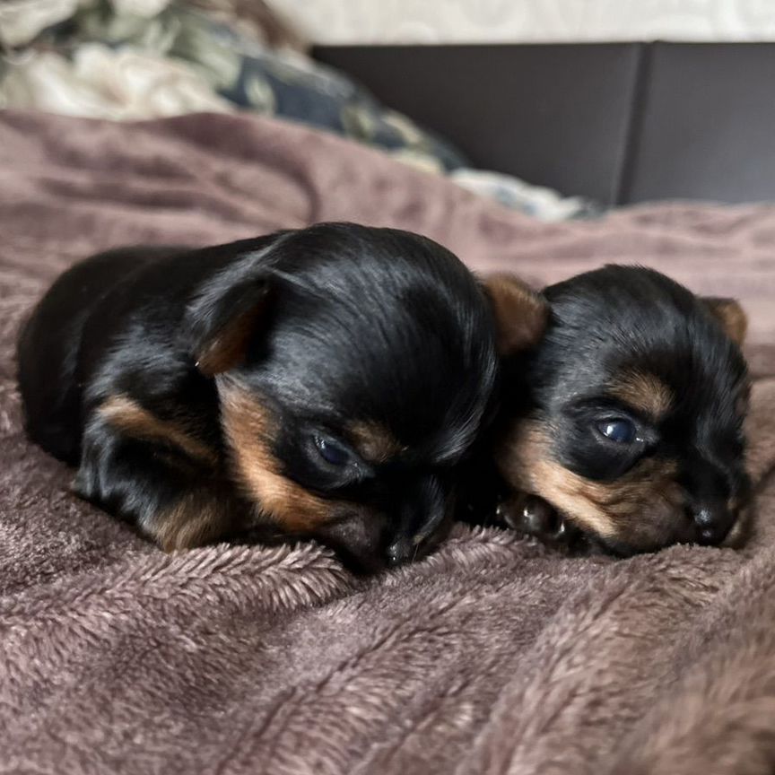 Йоркширский терьер, щенок