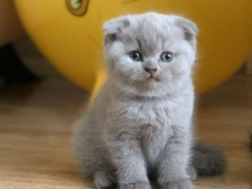 Шотландские котятки