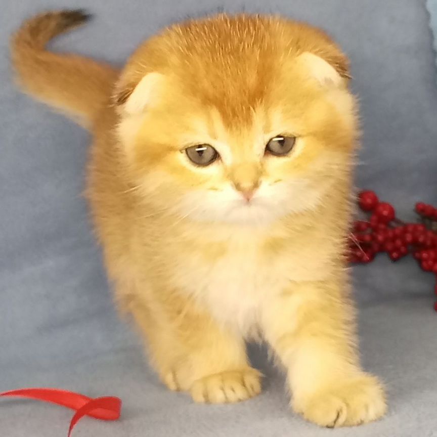 Шотландский вислоухий короткошёрстный котёнок