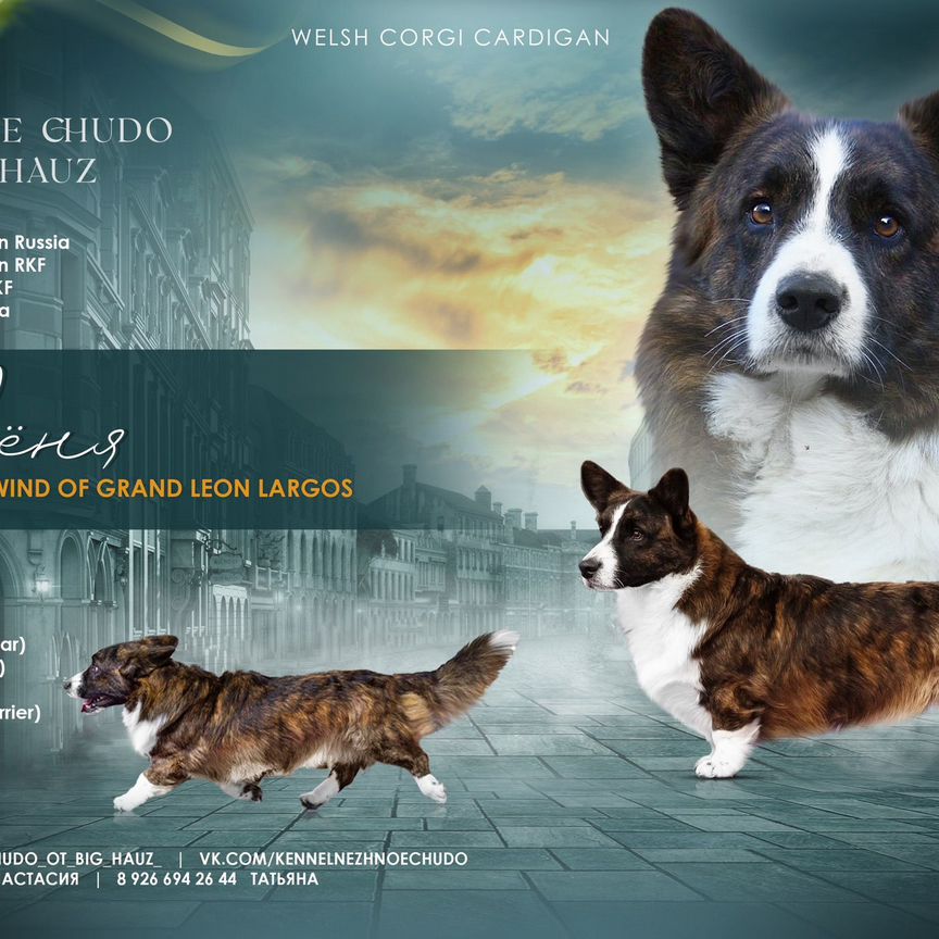 Вельш Корги Кардиган для вязки