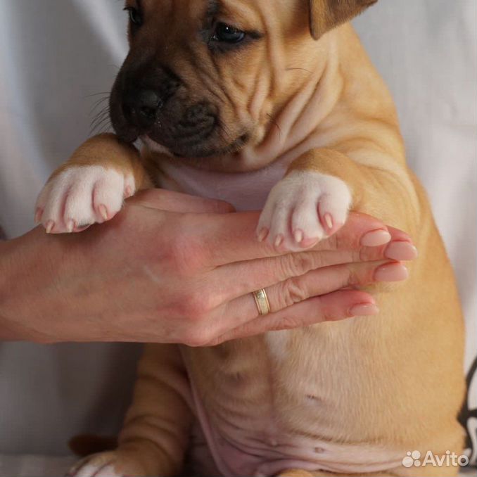 Щенки Ам.стаффа