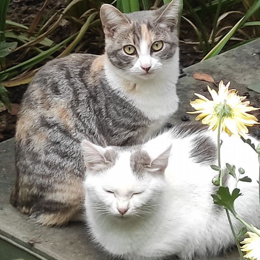 Кошка, котенок
