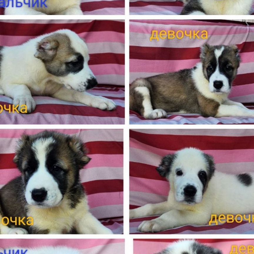 Щенки среднеазиатской овчарки