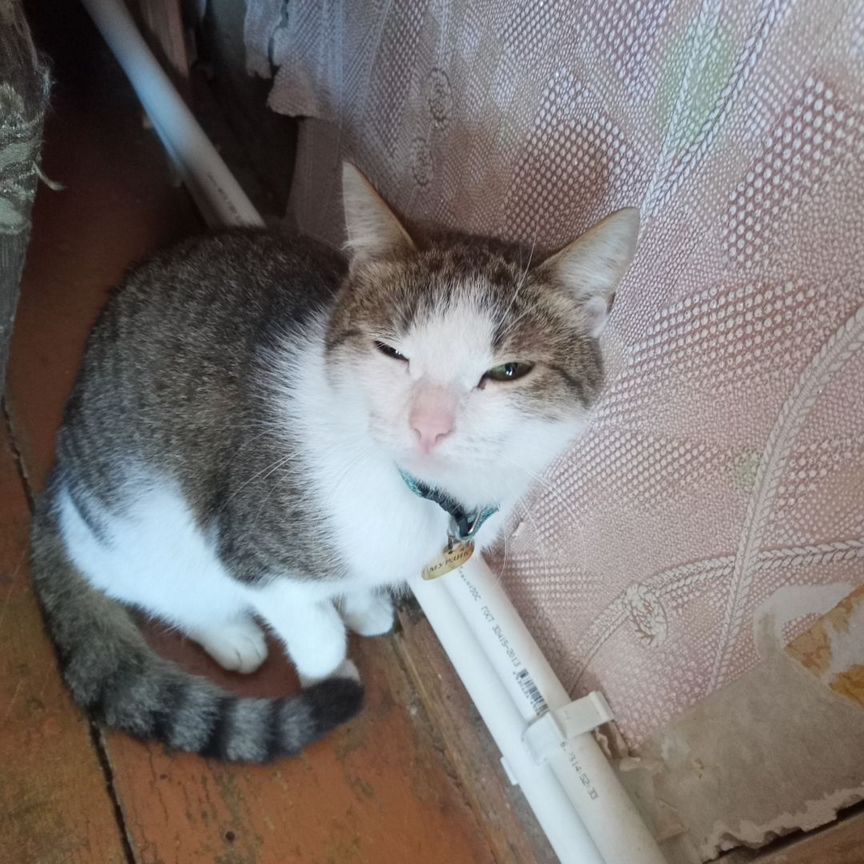 Одам в добрые руки кота