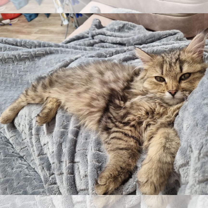 Котёнок в добрые руки