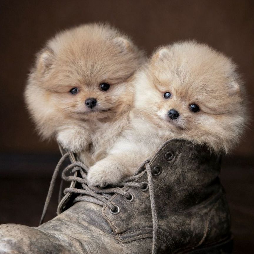 Померанский шпиц, щенок