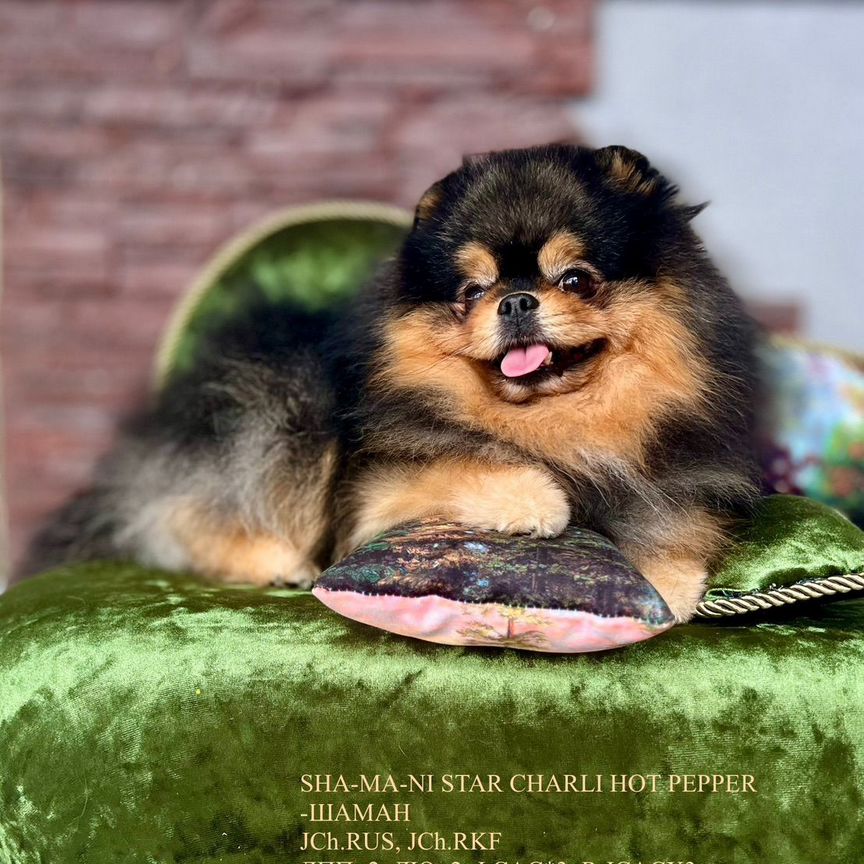 Померанский шпиц, вязка