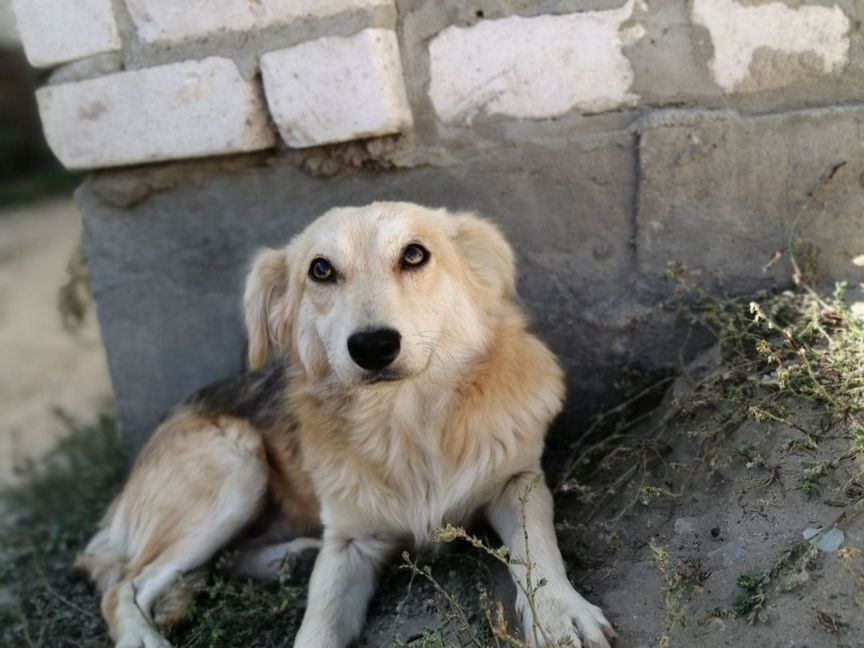 Добряк Оскар из приюта