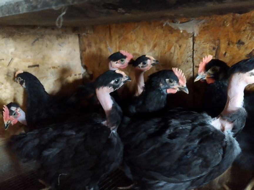 Петушки на мясо