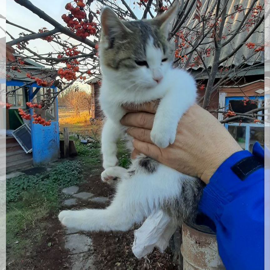 Котёнок в добрые руки