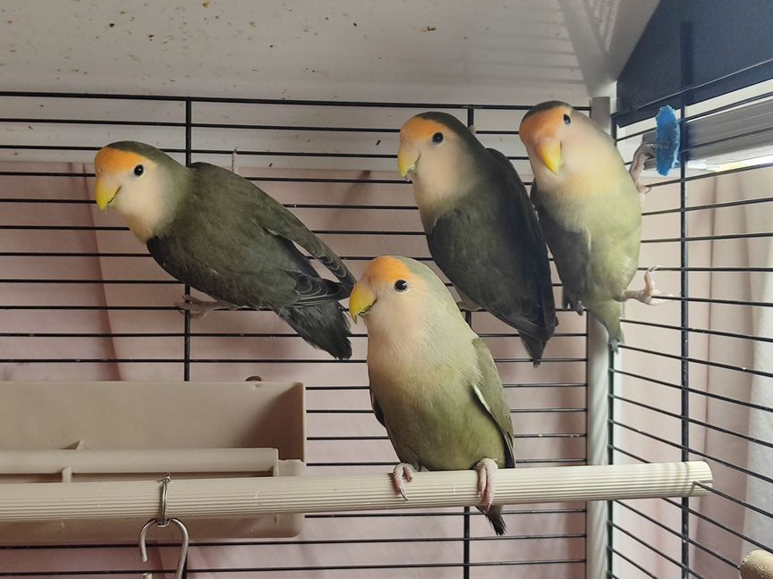 Попугаи неразлучники 4 шт с напольной клеткой