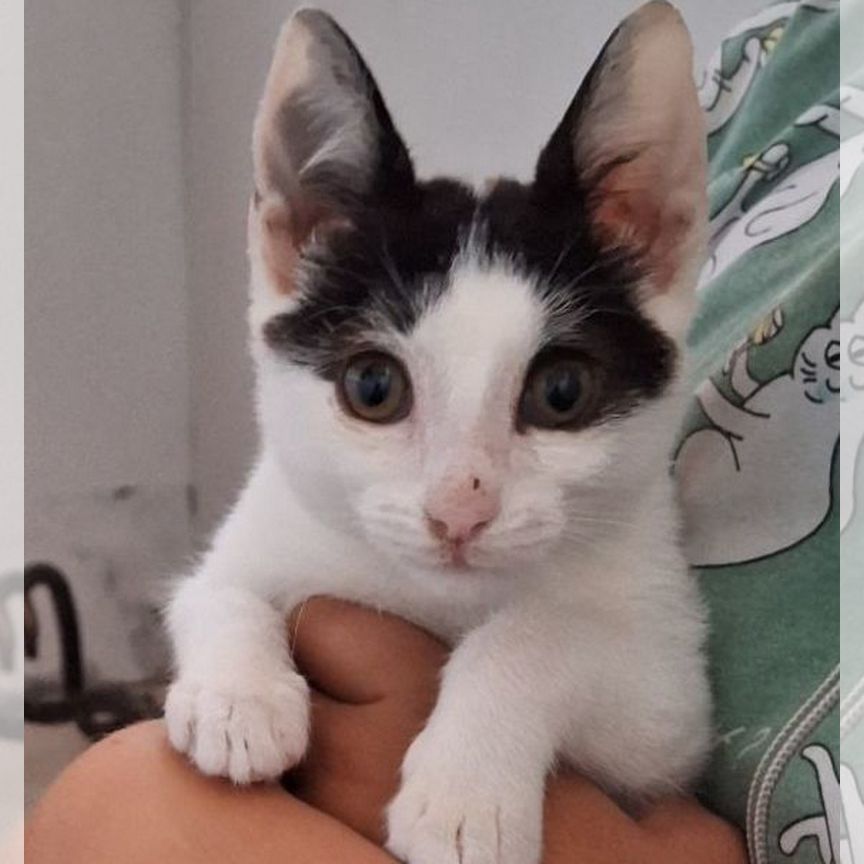 Дом котенку