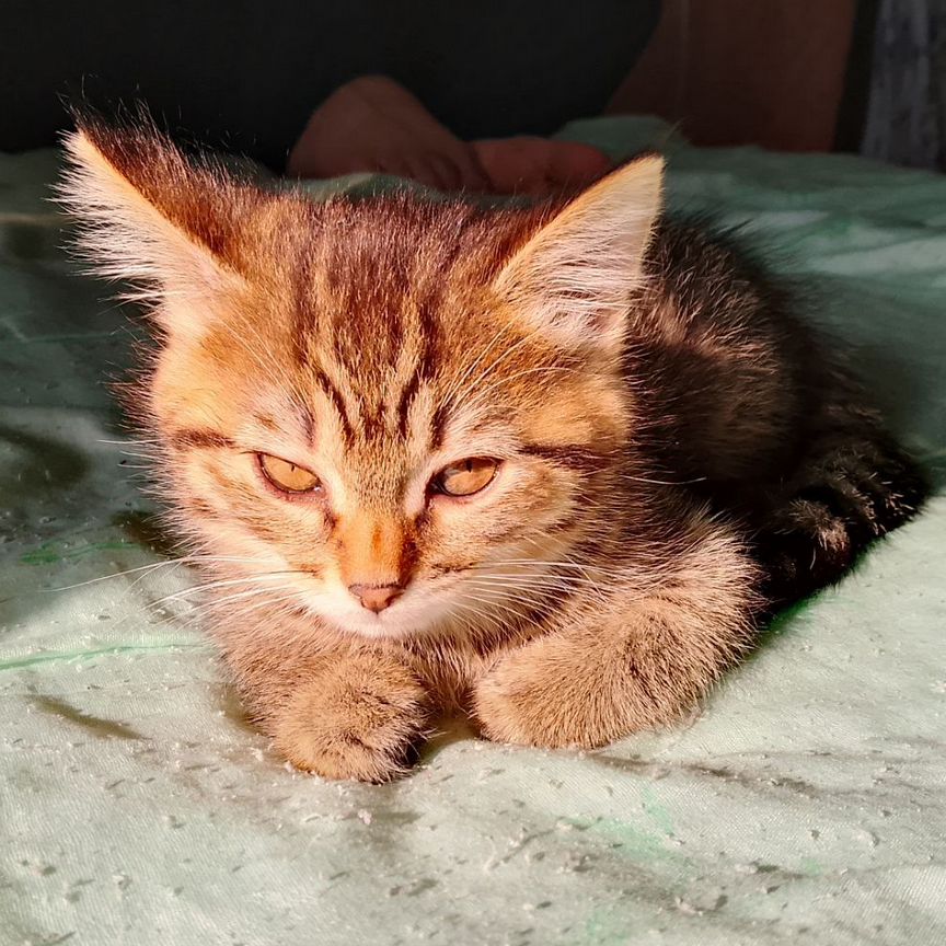 Котята отдам в добрые руки бесплатно
